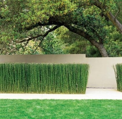 Using Architectural Plants In Your Garden | Eden Restored